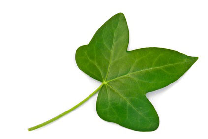 Efeu (Hedera helix) Wirkung von Tee & Umschlägen