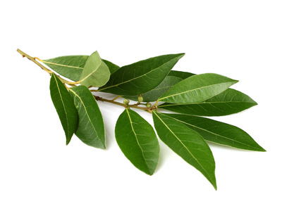 Lorbeer (Laurus nobilis) Wirkung & Anwendung