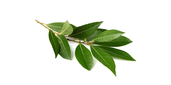 Lorbeer (Laurus nobilis) Wirkung & Anwendung