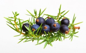 Wacholder (Juniperus communis) Wirkung & Anwendung