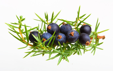 Wacholder (Juniperus communis) Wirkung & Anwendung