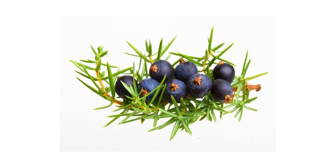 Wacholder (Juniperus communis) Wirkung & Anwendung