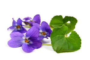 Veilchen (Viola odorata) Heilwirkung & Anwendung